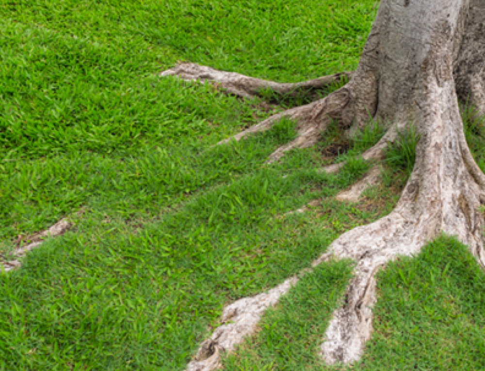 Concrete Tree Rings - Creative Edging of Spokane